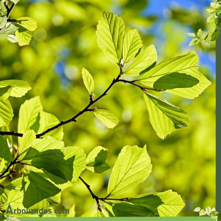 Árbol de roble, Características, Origen y Cultura 🌳